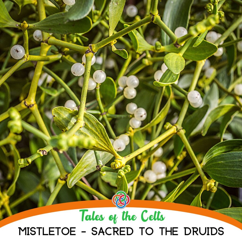 What is a Celtic Druid?