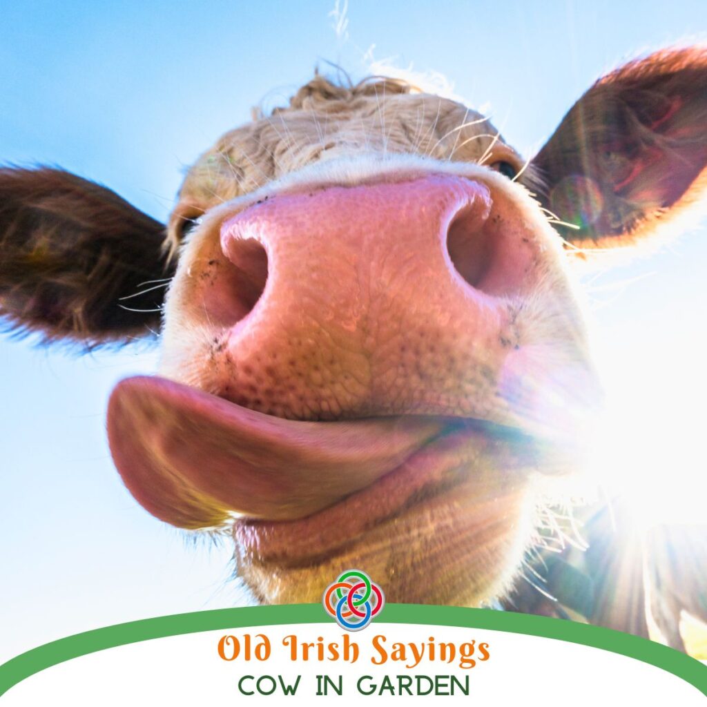 The Meaning Of A Meitheal In Irish Culture