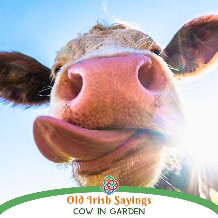 The Meaning Of A Meitheal In Irish Culture